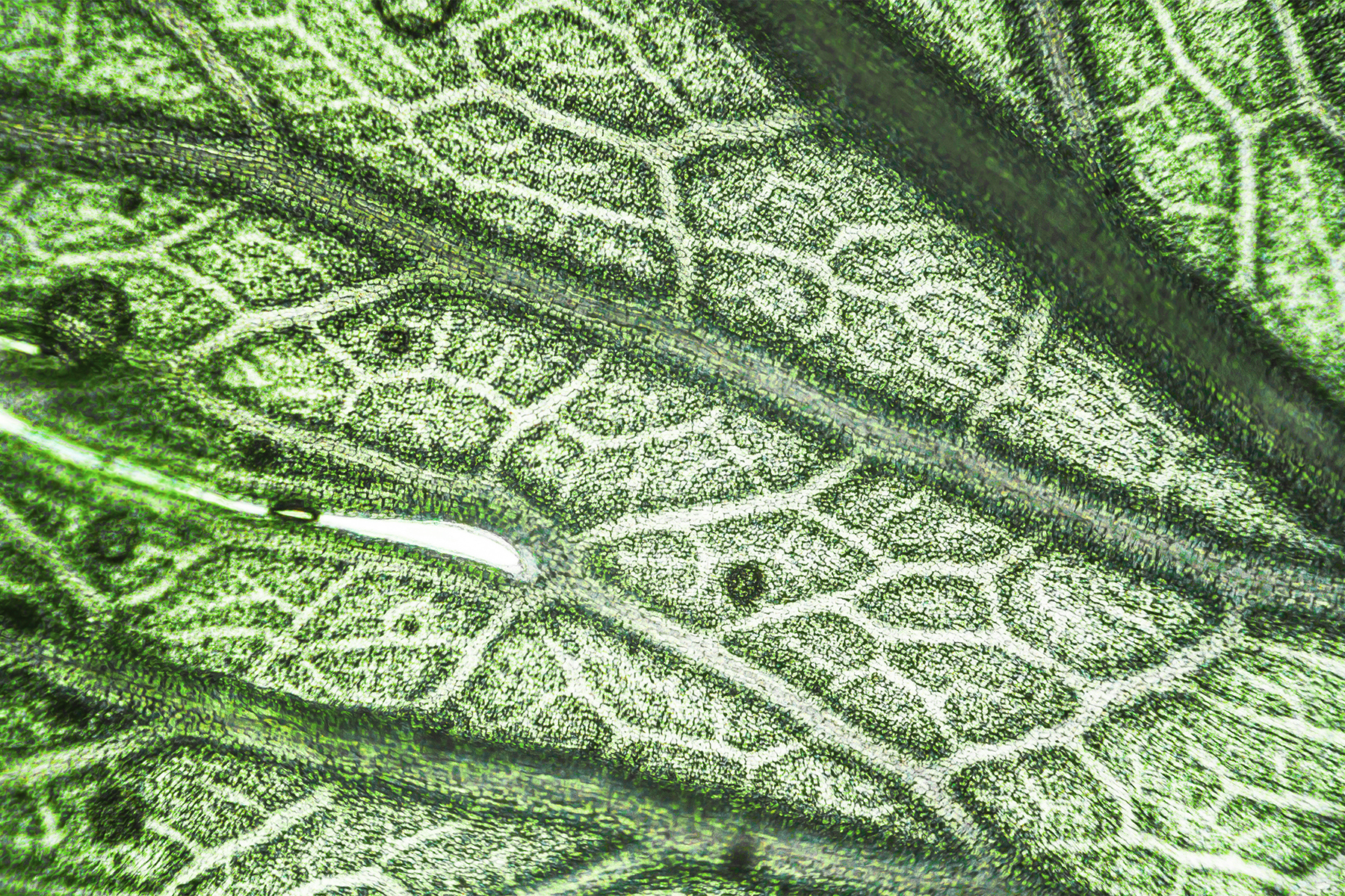 Eat the Sun – The Benefits of a Plant-Based Diet - NVIH